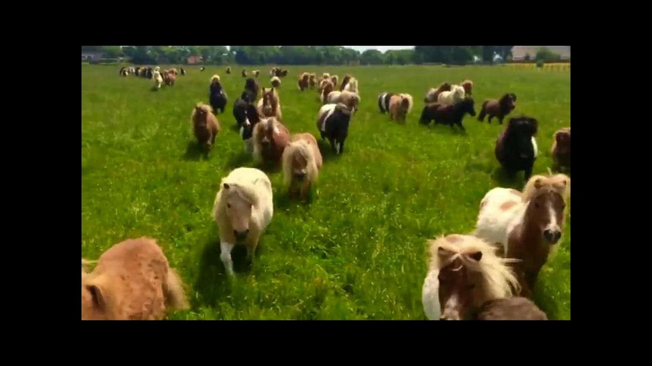 Sunrise Pony Farm - online