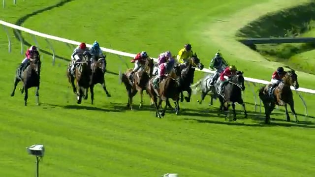 Pierro - Stallion | Breednet