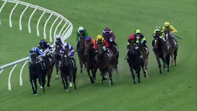 Star Witness - Stallion | Breednet