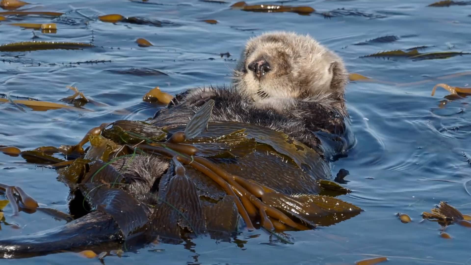 Sea Otter Grooming on Vimeo