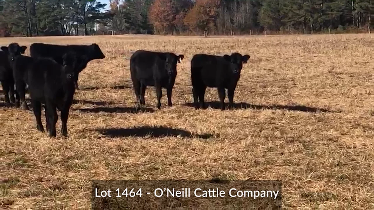 1464-O'Neill Cattle Co on Vimeo