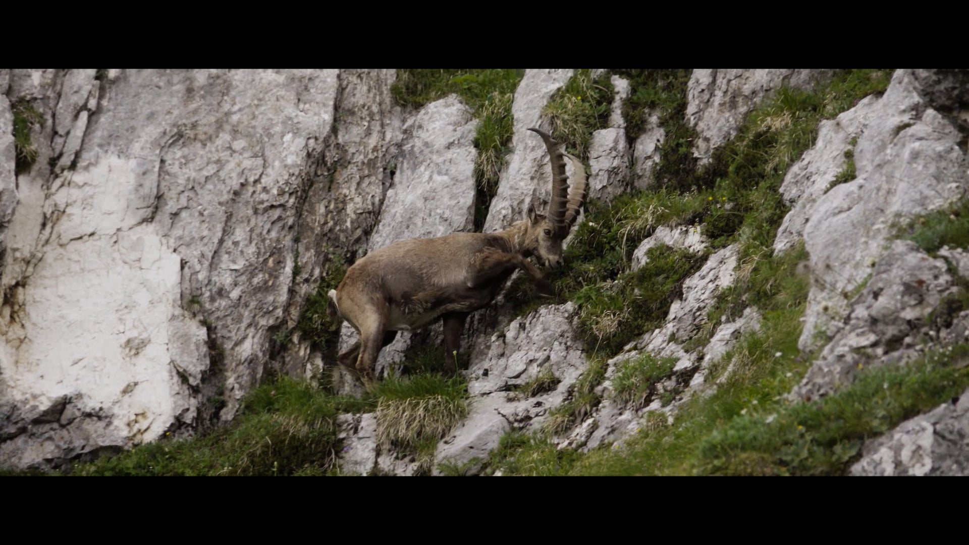 WILD - Jäger & Sammler (Trailer1) on Vimeo