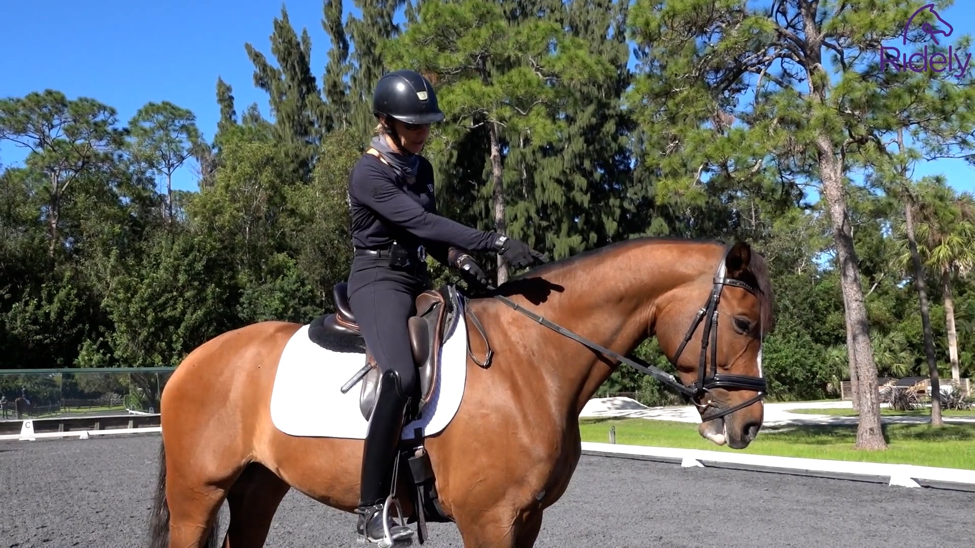 Difference Between Direct Rein, Open Rein and Indirect Rein | Ridely