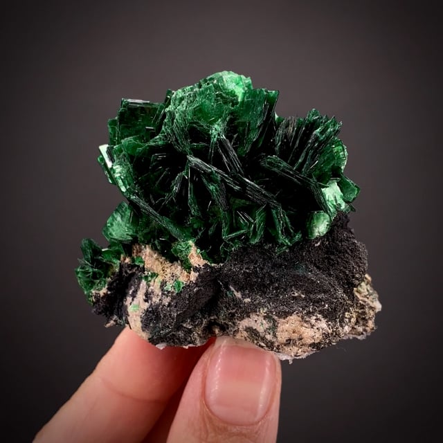 Metatorbernite - TUC15A-10 - Musonoi Mine - Democratic Republic of ...