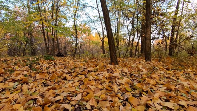Otoño Dorado En El Bosque - Free video on Pixabay