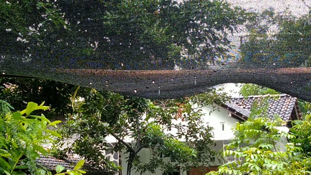 Rain, Drizzle, Natural. Free Stock Video - Pixabay
