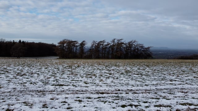 Snow Field Trees - Free video on Pixabay