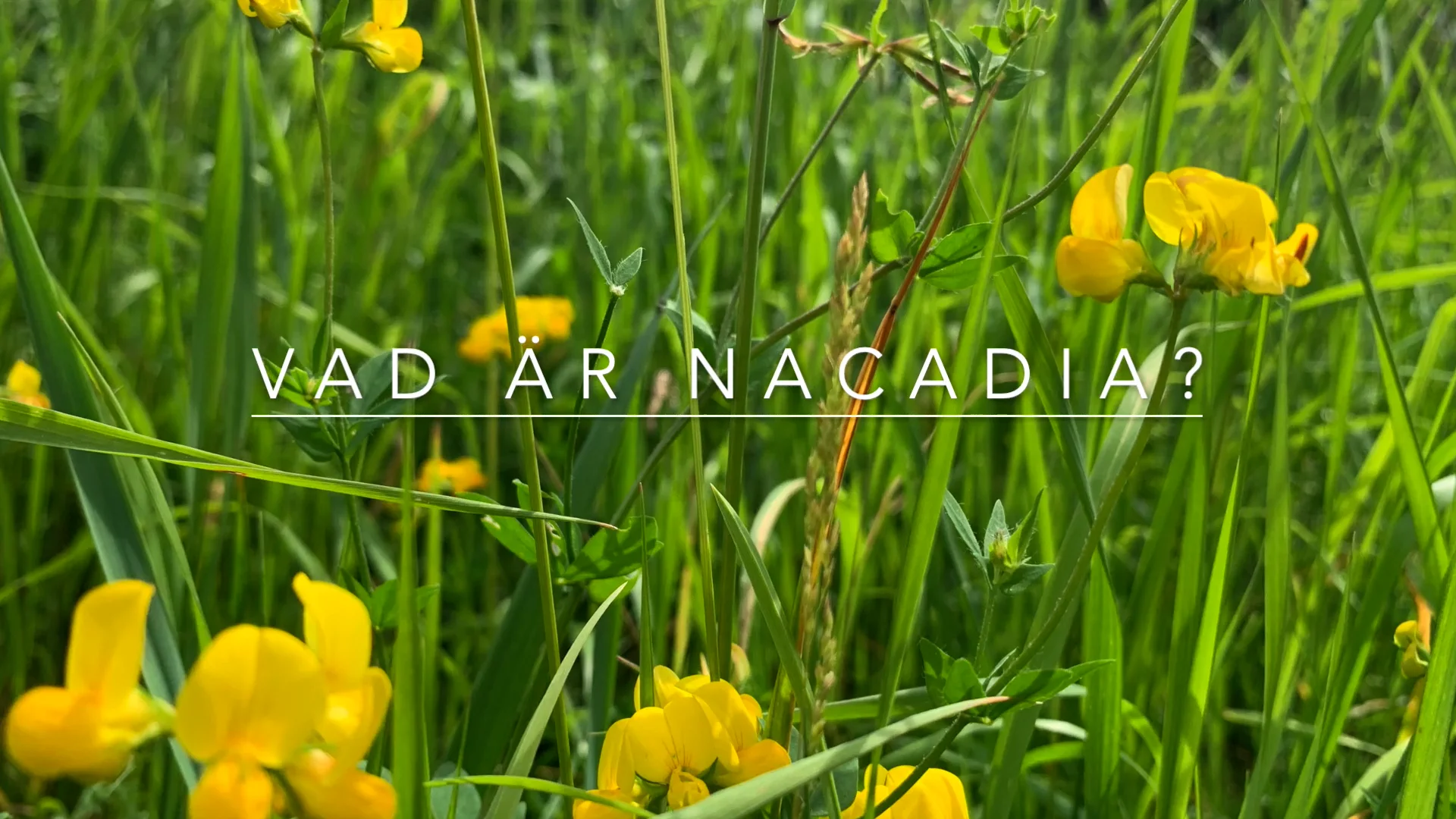 Nacadia Therapy Garden.mp4 on Vimeo