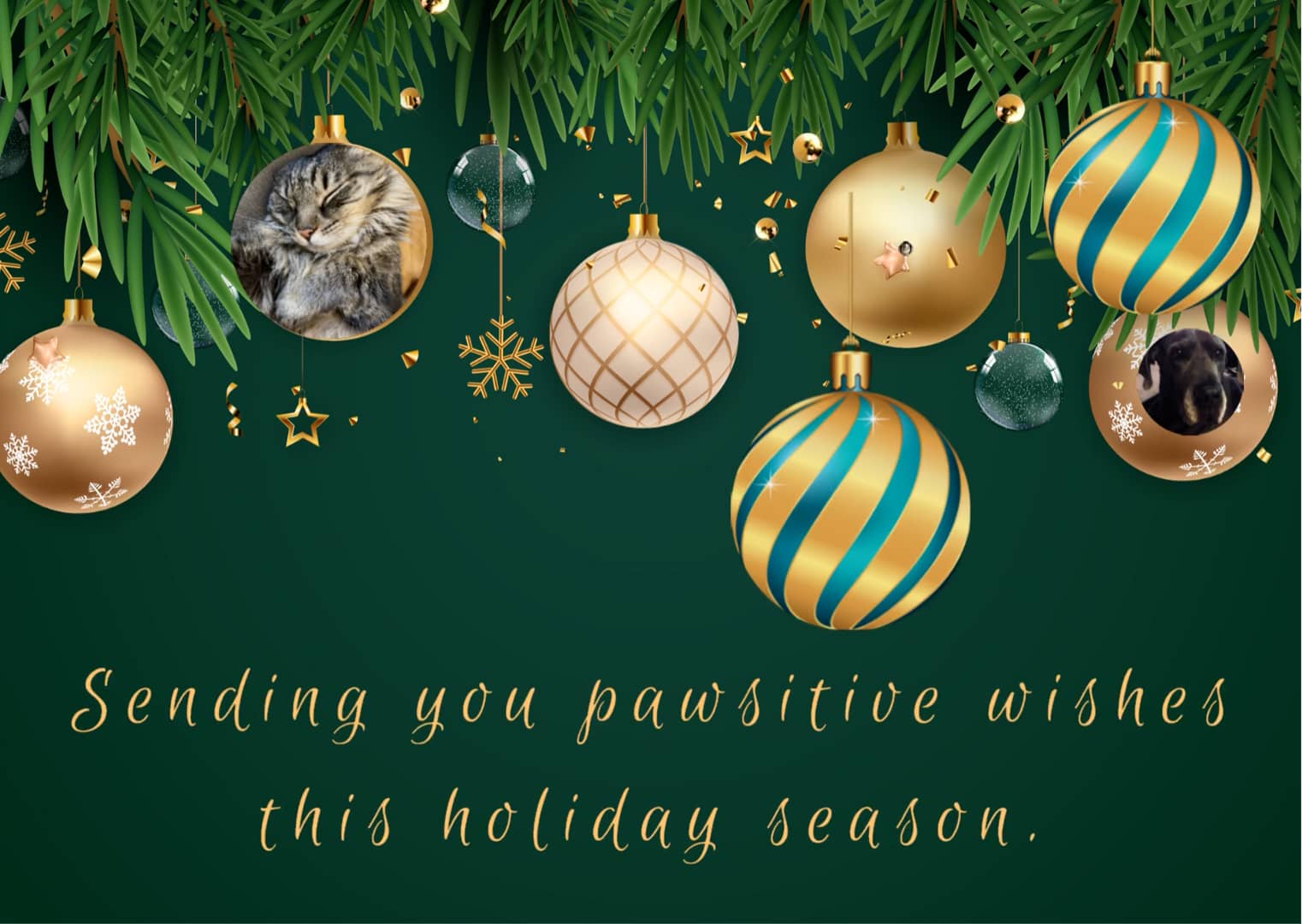 Sending You Pawsitive Wishes This Holiday Season 2021 on Vimeo