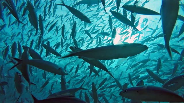 Lucient Video Design Analysis | DesignRush