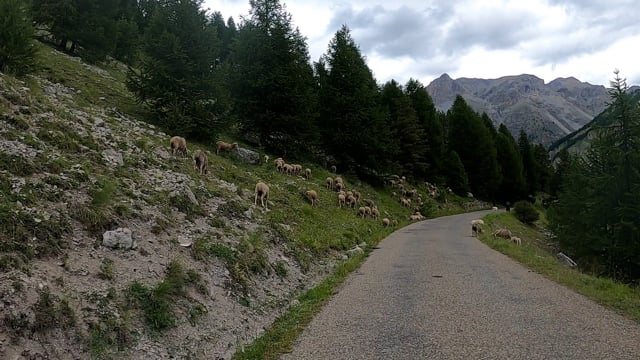 Sepeda Motor Alps Domba - Free video on Pixabay - Pixabay