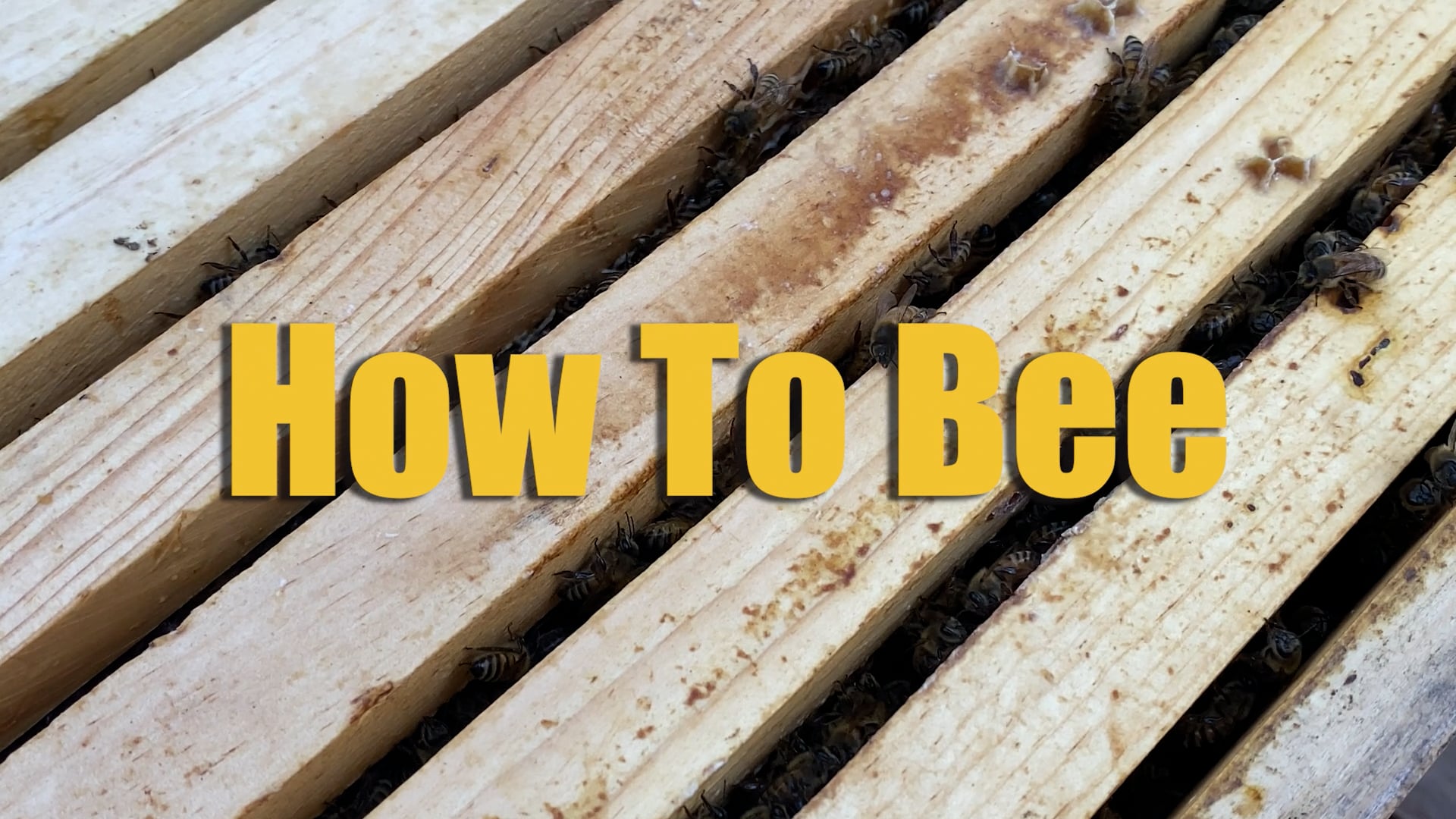 How To Bee on Vimeo
