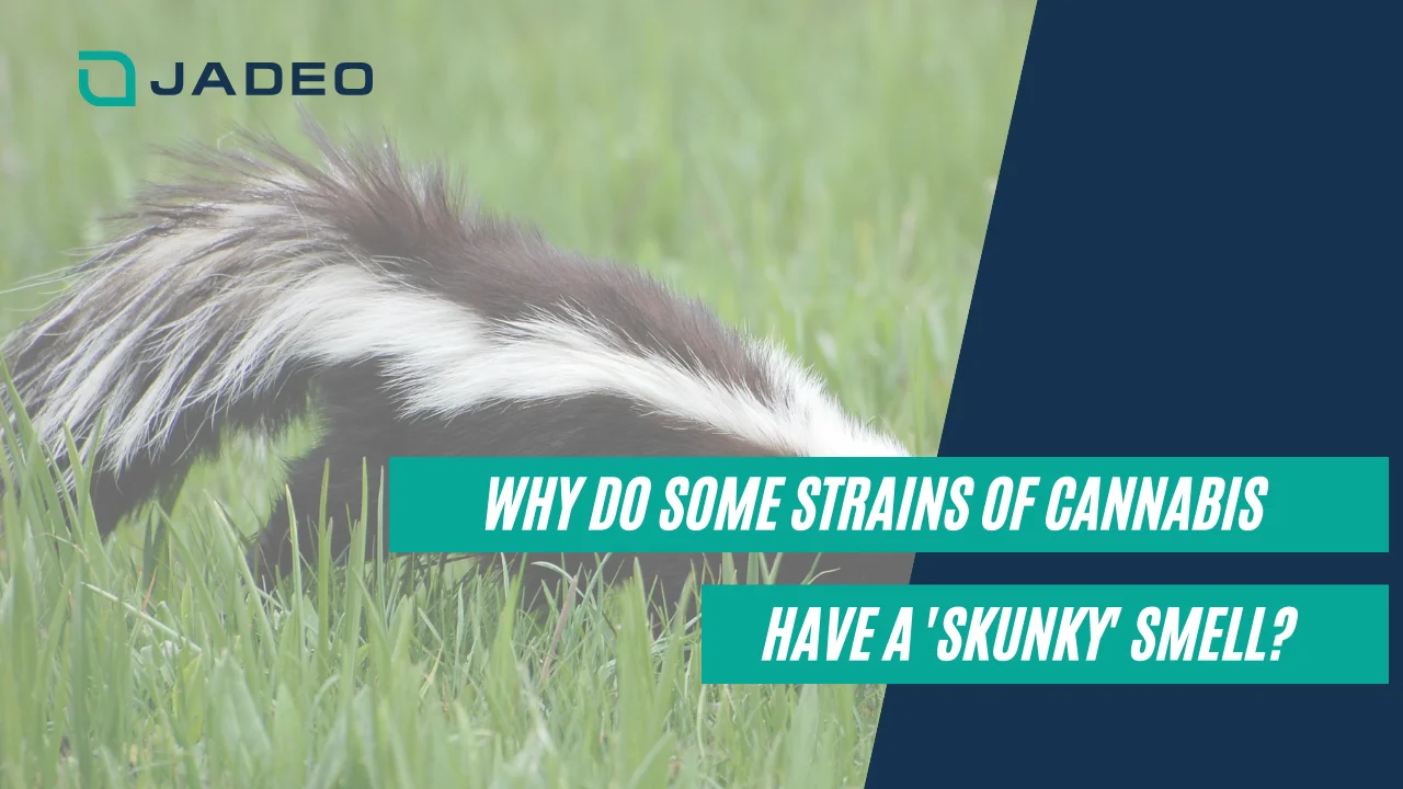 Skunky smell final on Vimeo