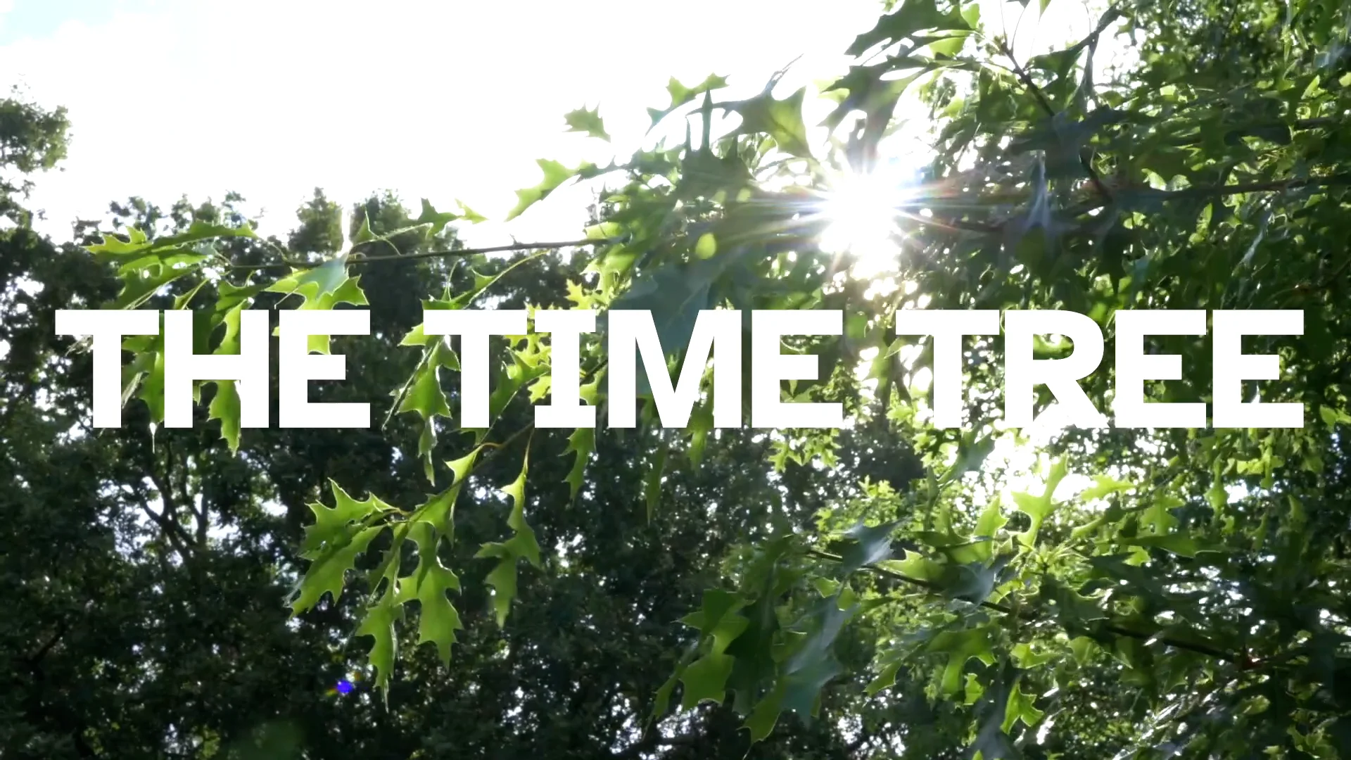 The Time Tree on Vimeo