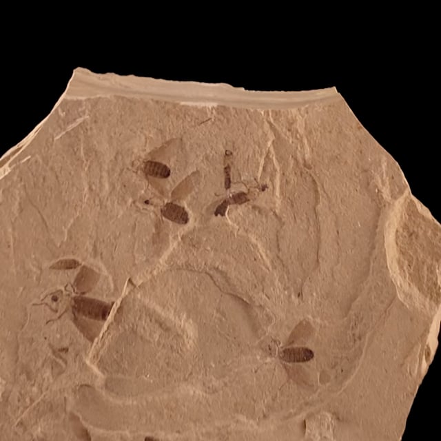 Flying Insect Fossils in Mudstone | Florissant Formation, Teller County ...