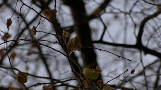 Tree, Branches, Wind. Free Stock Video - Pixabay