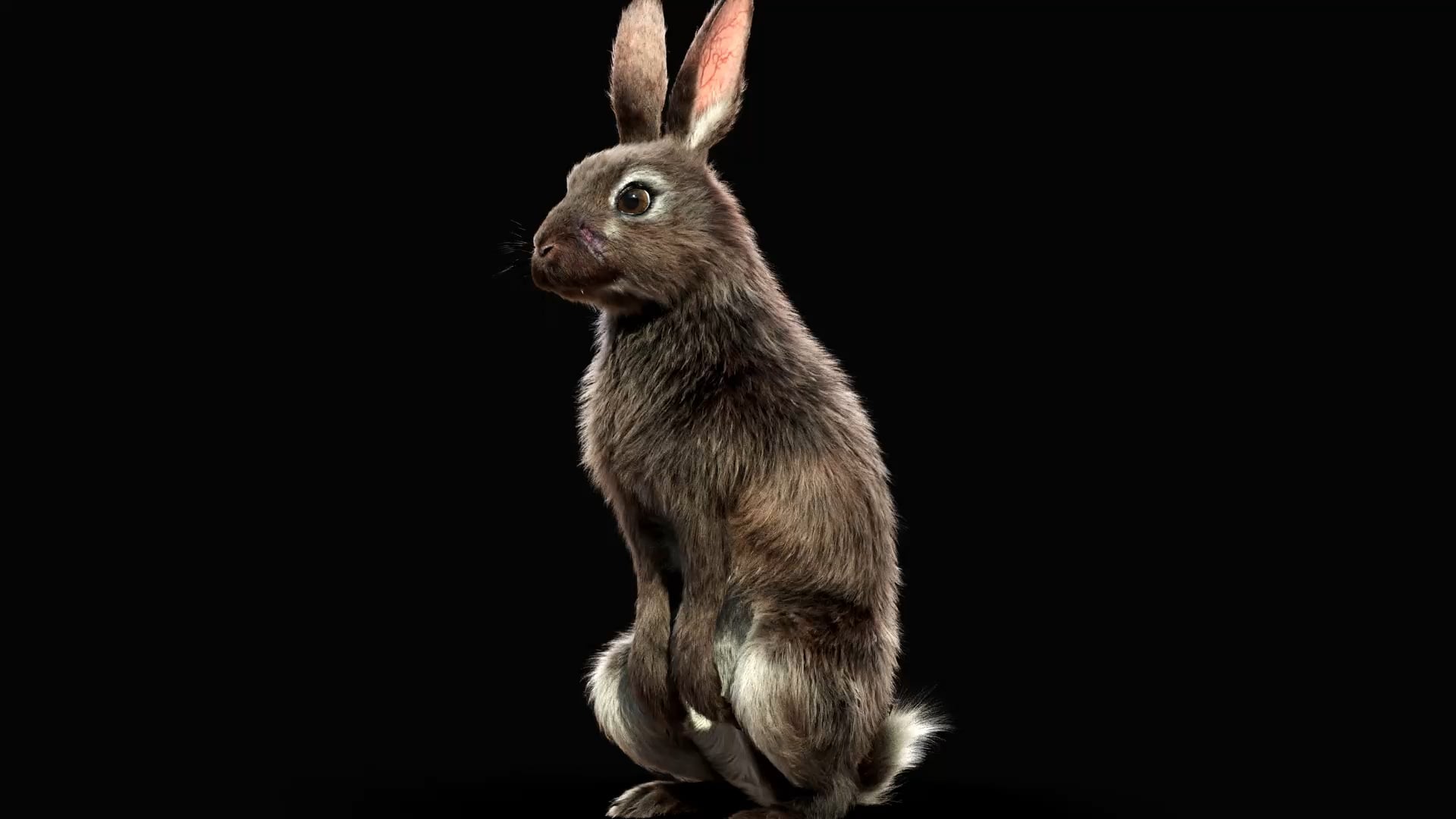 rabbit.mov on Vimeo