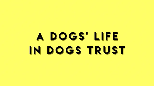 Dogs Trust Documentary.mp4 on Vimeo