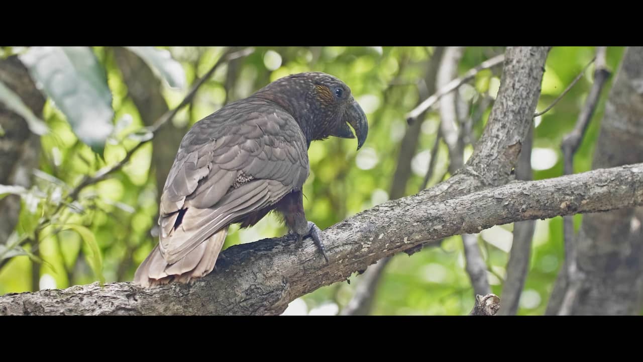 New Zealand Birds - The Sound of Predator Free New Zealand on Vimeo