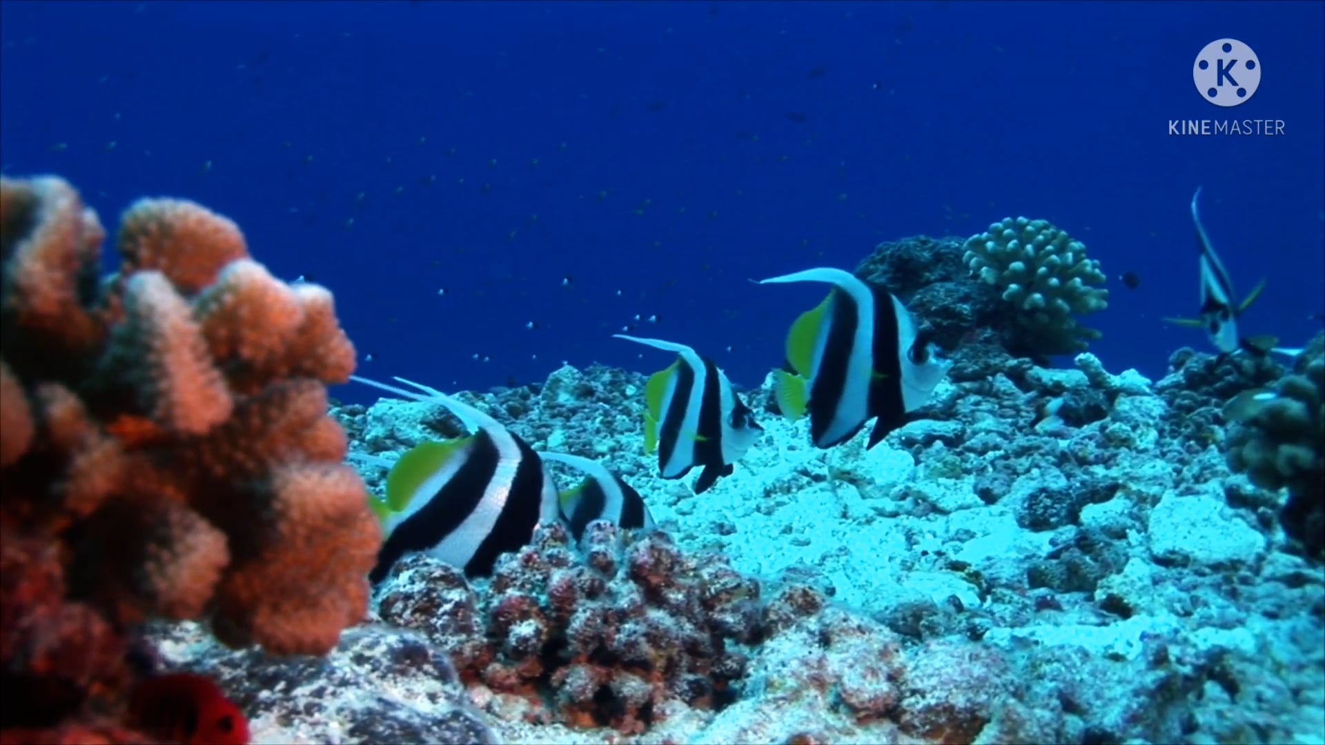 of Beautiful Coral Reef Fish, Relaxing Ocean Fish, & Stunning Aquarium ...