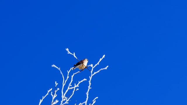 Bird Falcon Snow - Free video on Pixabay