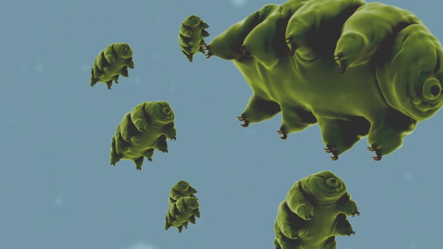 Microscópico Biología Animal - Free video on Pixabay