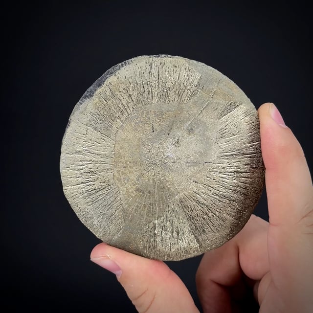 Pyrite "Sun" | Sparta, Randolph Co., Illinois, USA