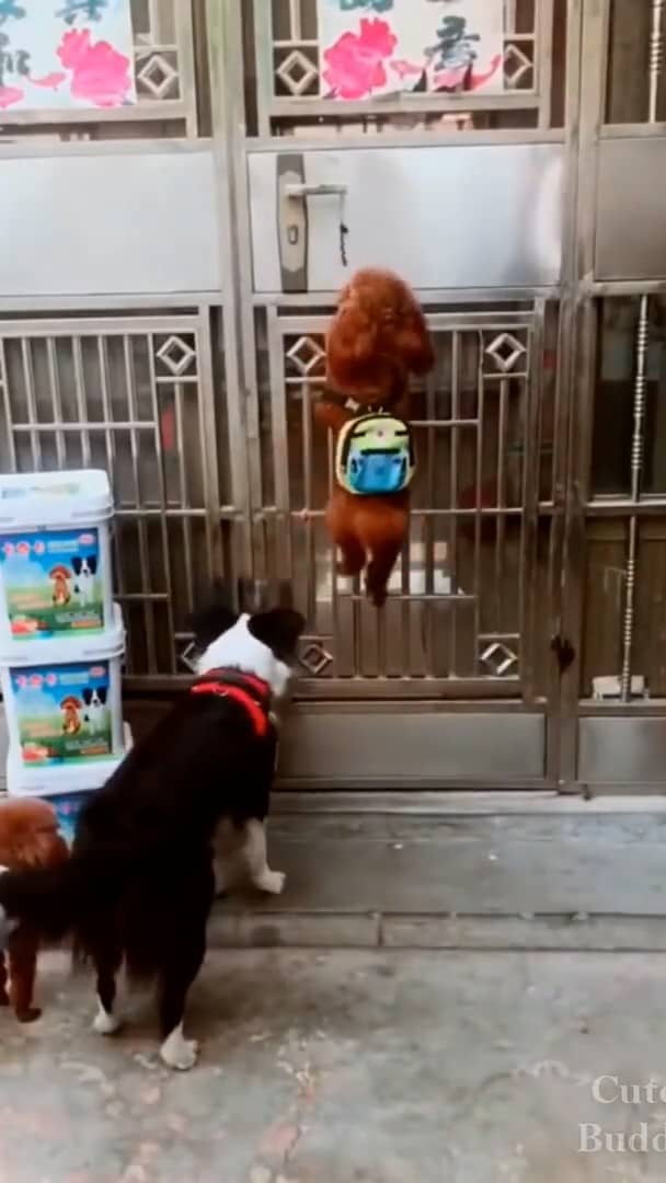 DOGS Funny short Video on Vimeo