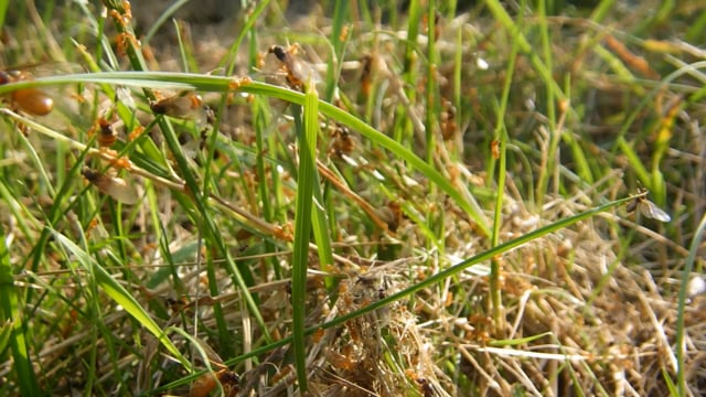 Ameisen Reine Insecte - Free video on Pixabay - Pixabay