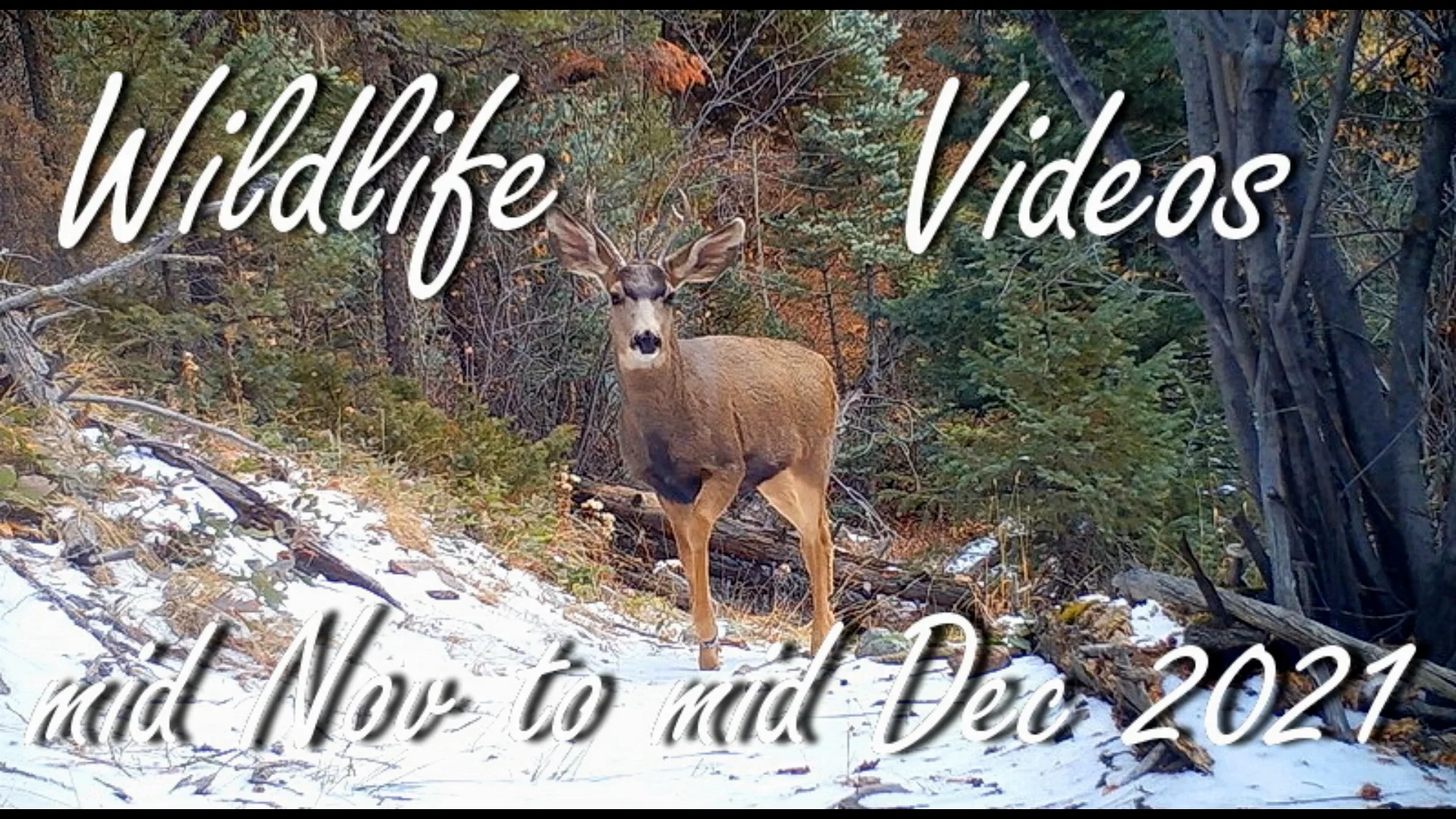 Wildlife Videos mid Nov to mid Dec, 2021 compli on Vimeo