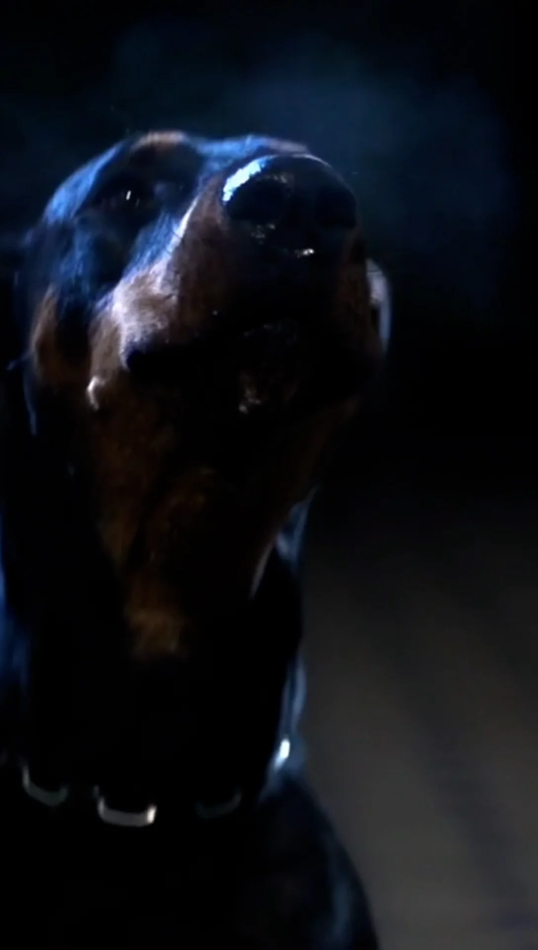 Cute and most Dog Videos 2021 on Vimeo