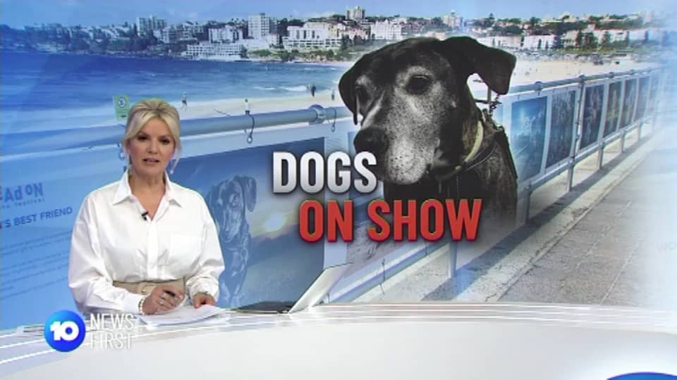 Channel Ten News - 01-dogs-clip-tr.mp4 on Vimeo