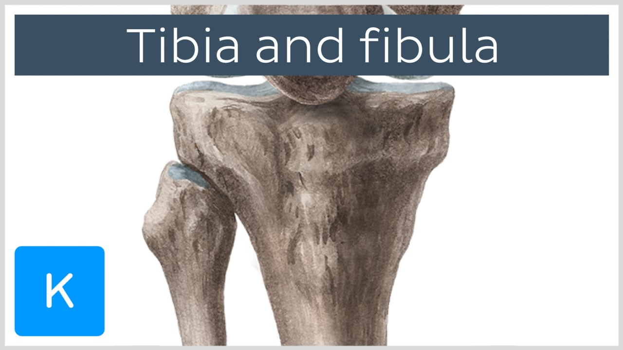 Tibia And Fibula Bones