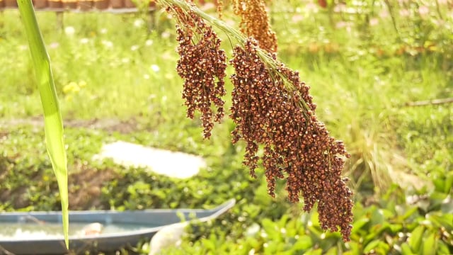 3+ Free Sorghum & Plant Videos, HD & 4K Clips - Pixabay