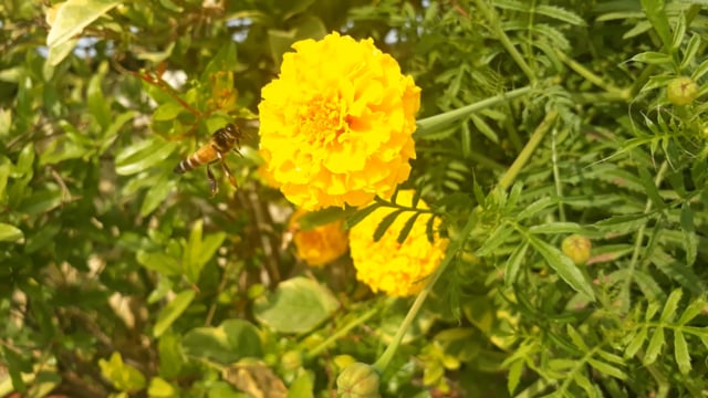 Bee, Honey, Food. Free Stock Video - Pixabay