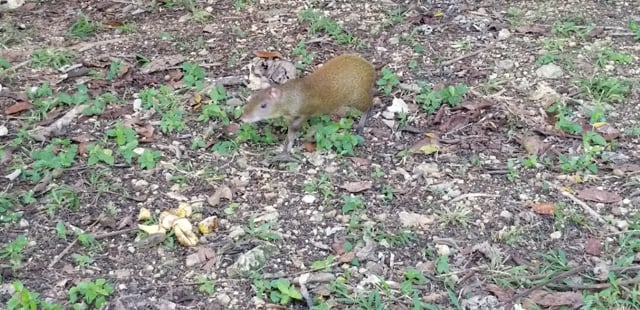 Rongeur Gibnut Forêt - Free video on Pixabay - Pixabay