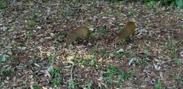 Gibnut Rongeur Jungle - Free video on Pixabay - Pixabay