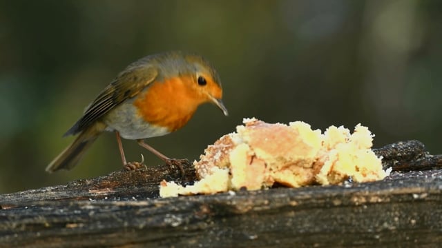 Robin, Bird, Forest. Free Stock Video - Pixabay