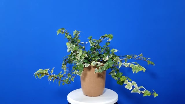 Color Ivy Chromakey Plant Free Stock Video - Pixabay