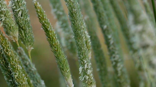 Bush Plant Shrub - Free video on Pixabay