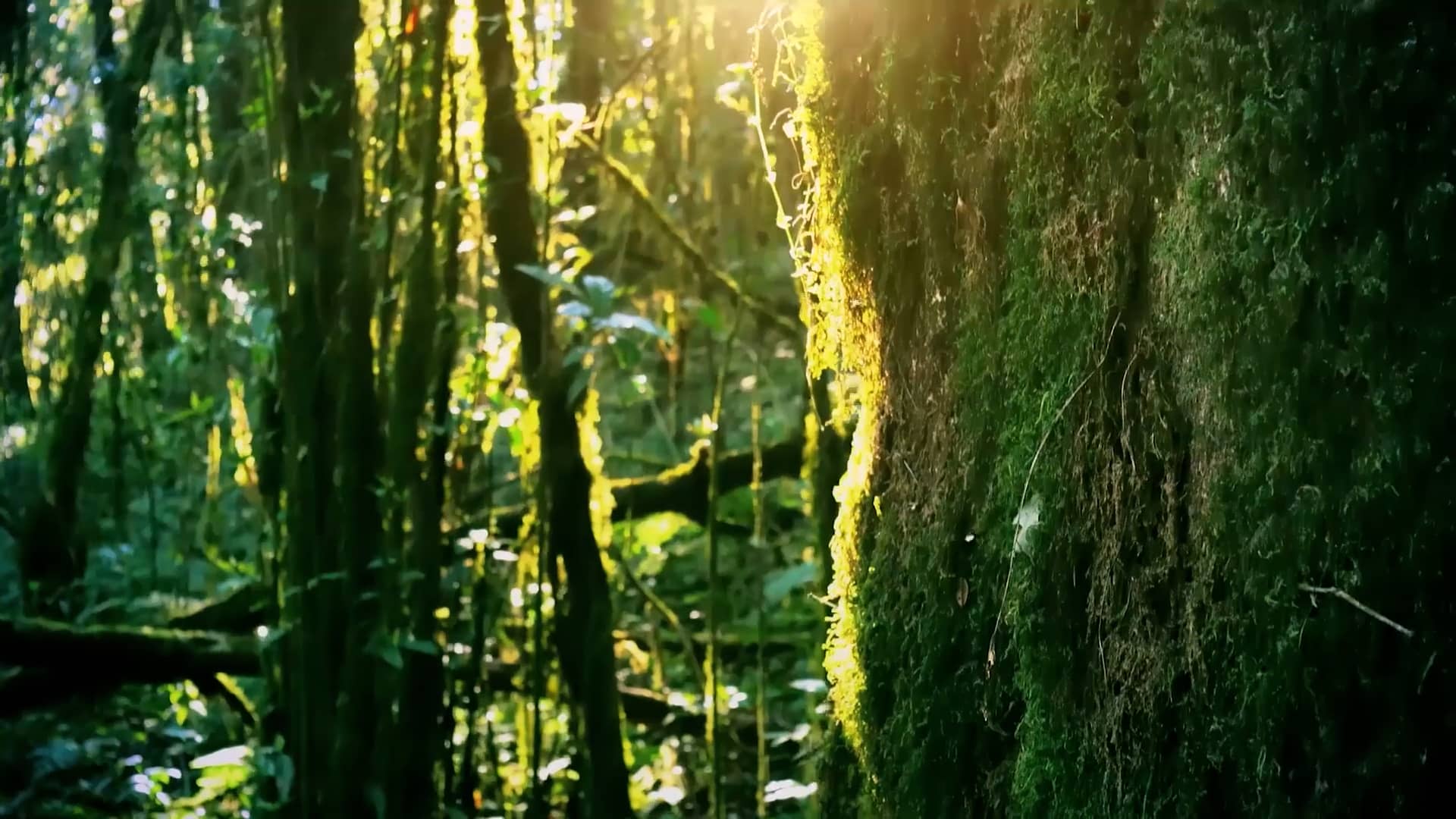 Treehouse Homepage video on Vimeo