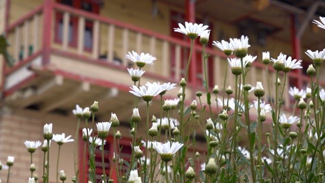 House, Farmhouse, Daisy. Free Stock Video - Pixabay