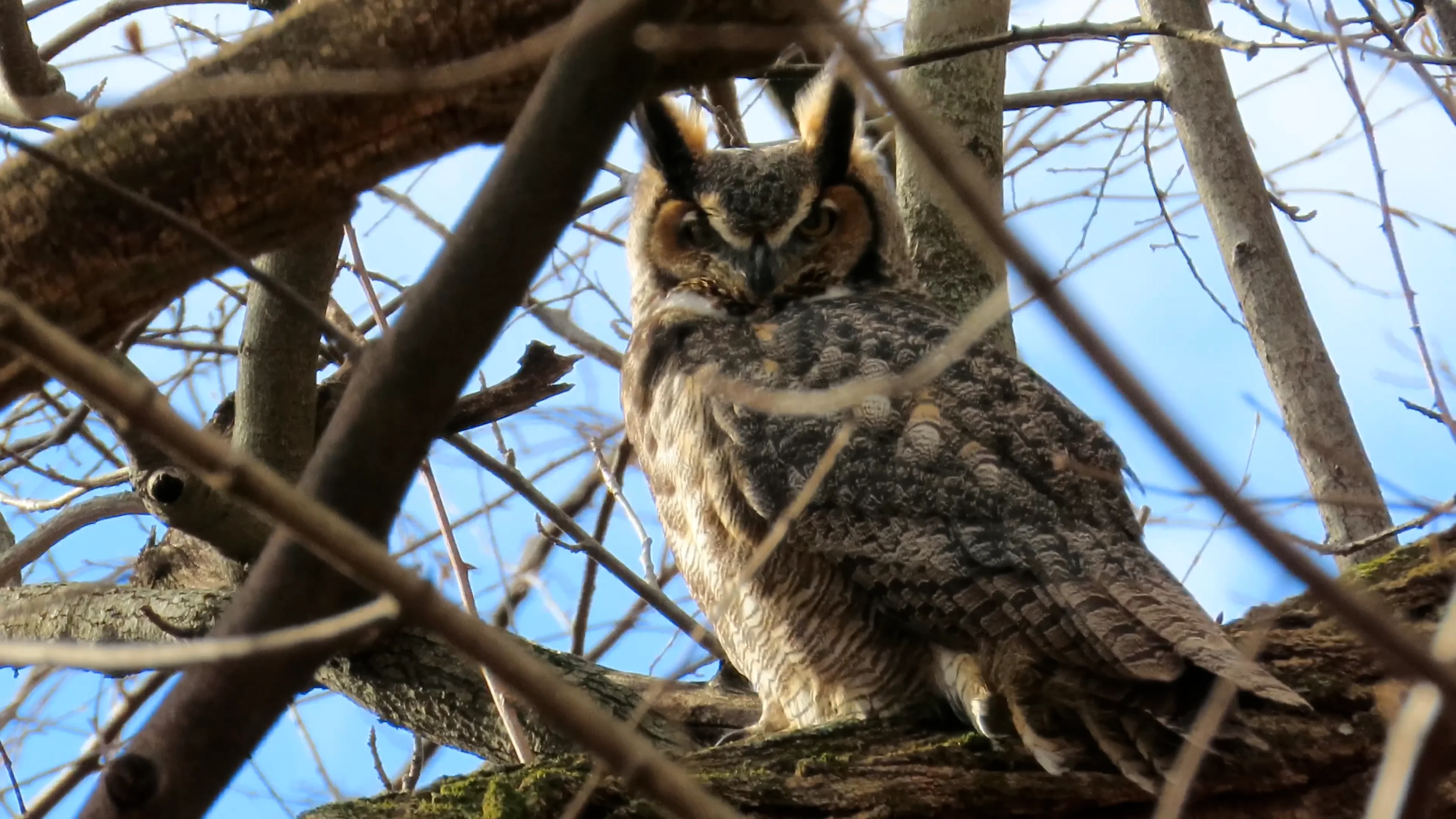Red-shouldered hawk vs Great Horned Owl!