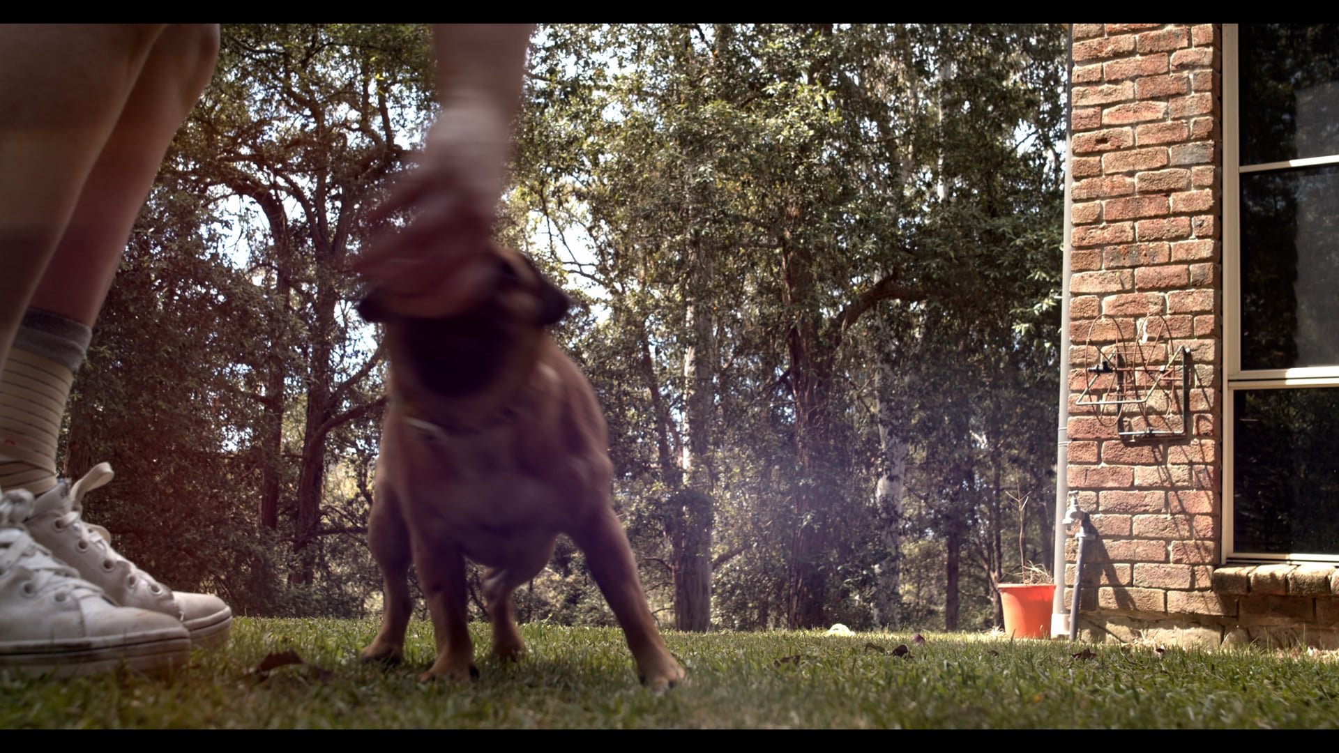 Dog Treats - Belle's Barkin Good Treats