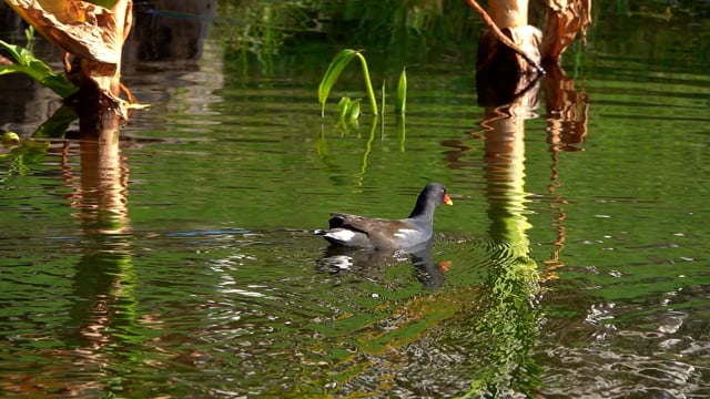 Bird, Swim, Lake. Free Stock Video - Pixabay