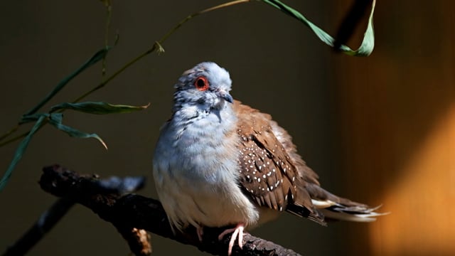 Bird, Diamond Pigeon, Pigeon Species. Free Stock Video - Pixabay