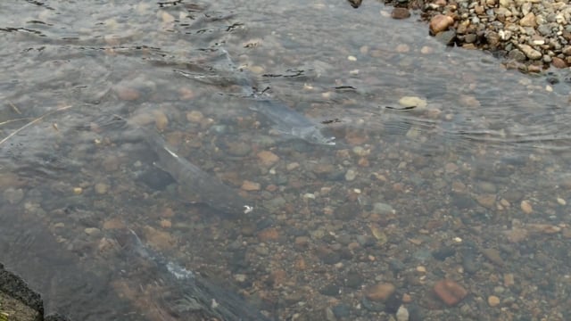 Salmon Spawning Stream - Free video on Pixabay - Pixabay