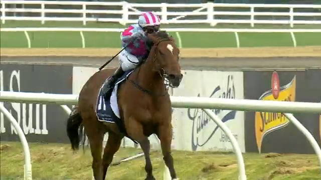 I Am Invincible - Stallion | Breednet