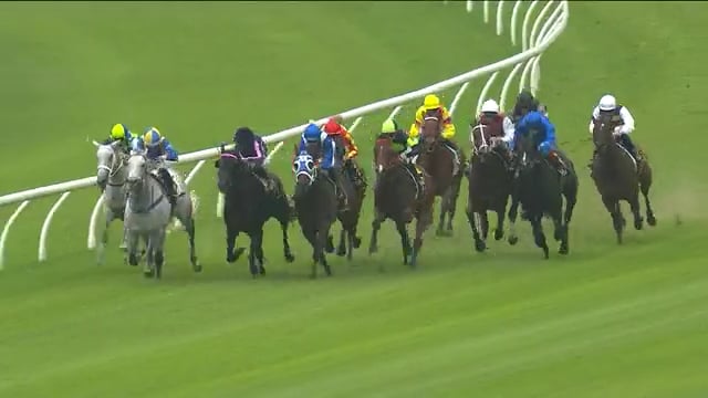 Pierro - Stallion | Breednet