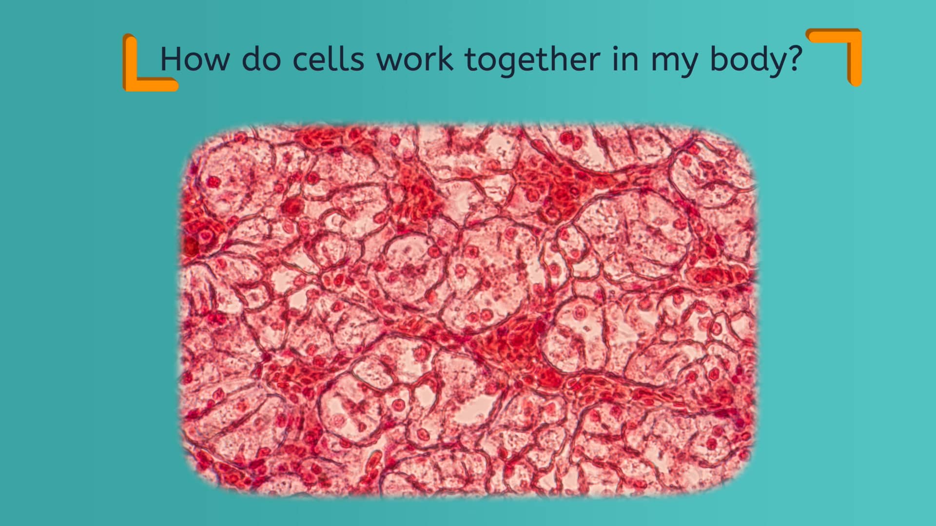 How do cells work together in my body? on Vimeo
